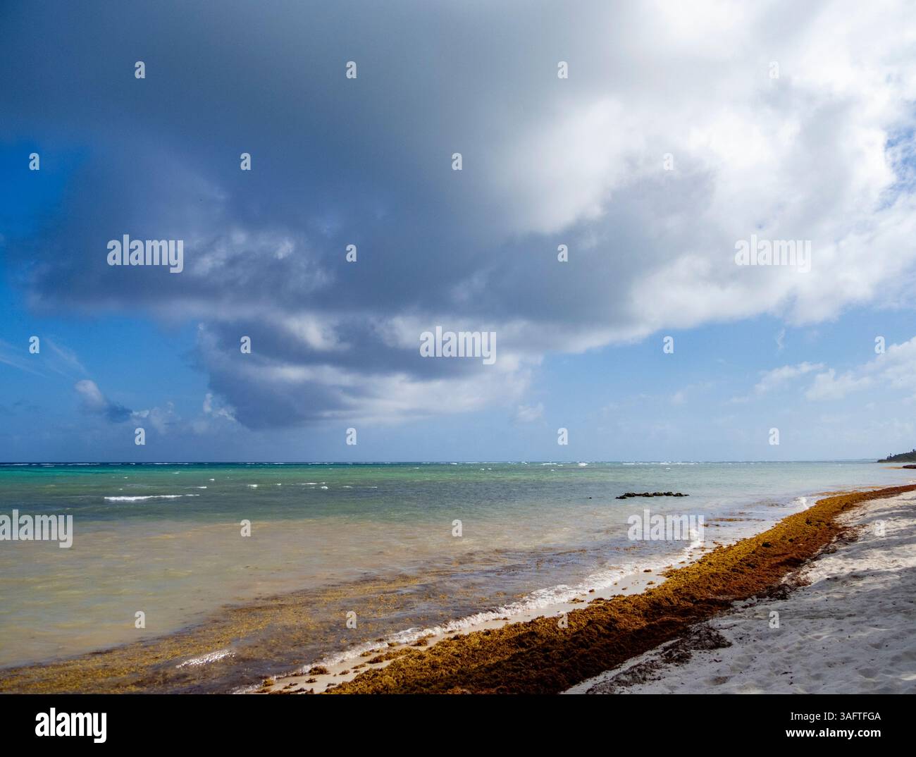 Sargassum algae on the shore of a Caribbean beach Stock Photo - Alamy