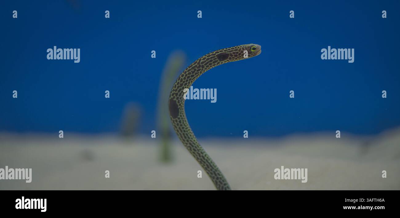 Spotted garden eel Heteroconger beautiful fish on wallpaper background ...