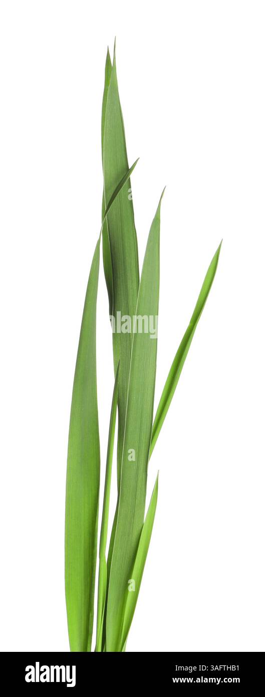Blades of green grass isolated on white Stock Photo - Alamy