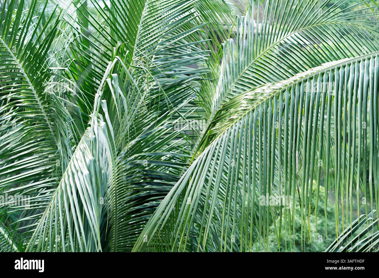 Tropical palm leaves form a dense, green pattern typical of Thailand's ...