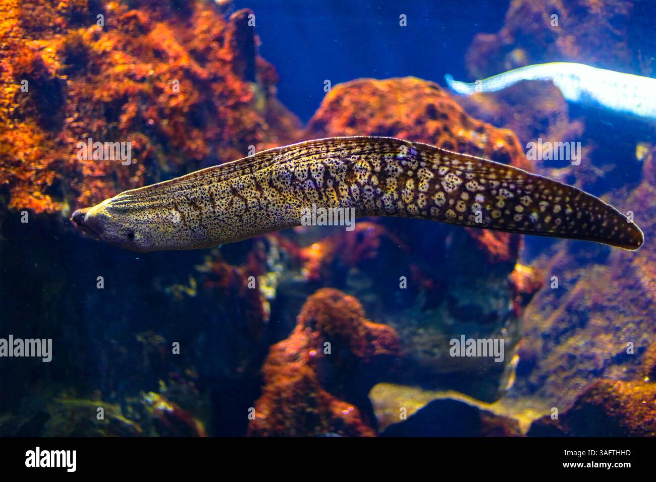 Moray Eel navigating among rocks in an aquarium setting. Its slender, elongated body features ...
