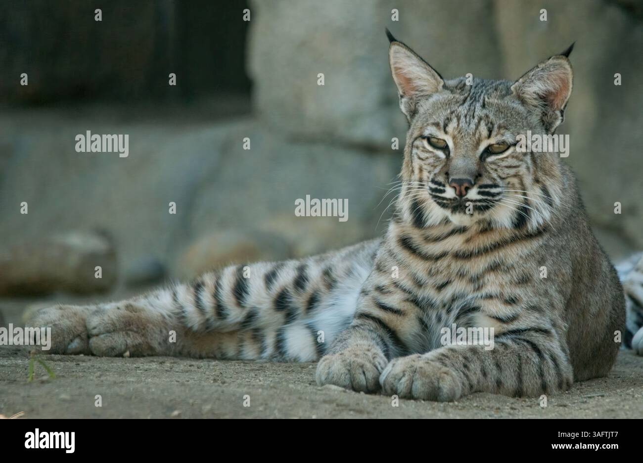 Bobcat laying down Stock Photo - Alamy