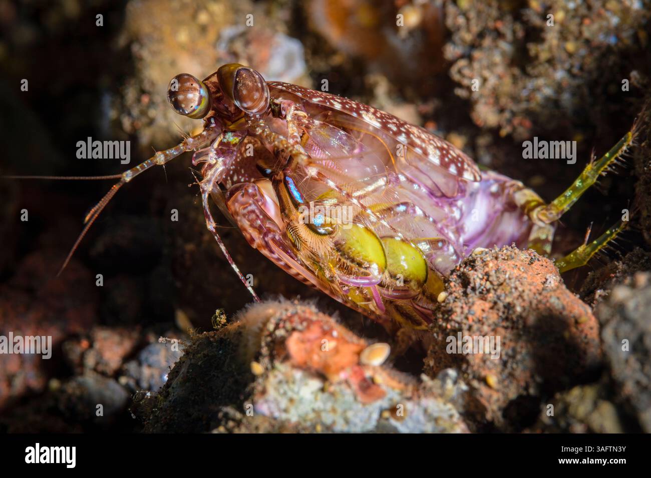 Rainbow mantis shrimp, Pseudosquilla ciliata, Tulamben, Bali, Indonesia ...