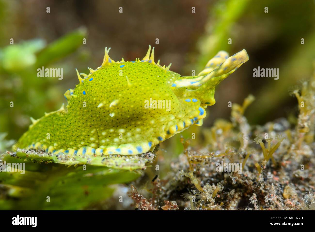 sea slug, Oxynoe viridis, Tulamben, Bali, Indonesia, Pacific Stock ...