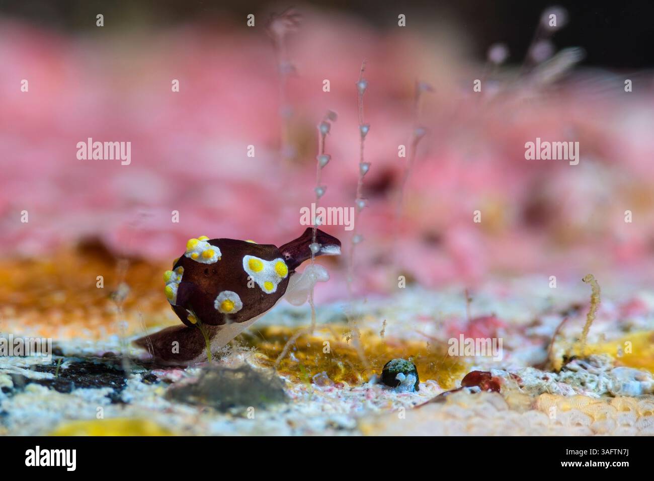 Headshielded sea slug, Coldaspis thompsoni, Tulamben, Bali, Indonesia ...