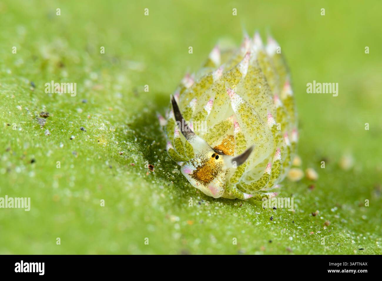 Sap sucking sea slug, Costasiella kuroshimae, Tulamben, Bali, Indonesia ...