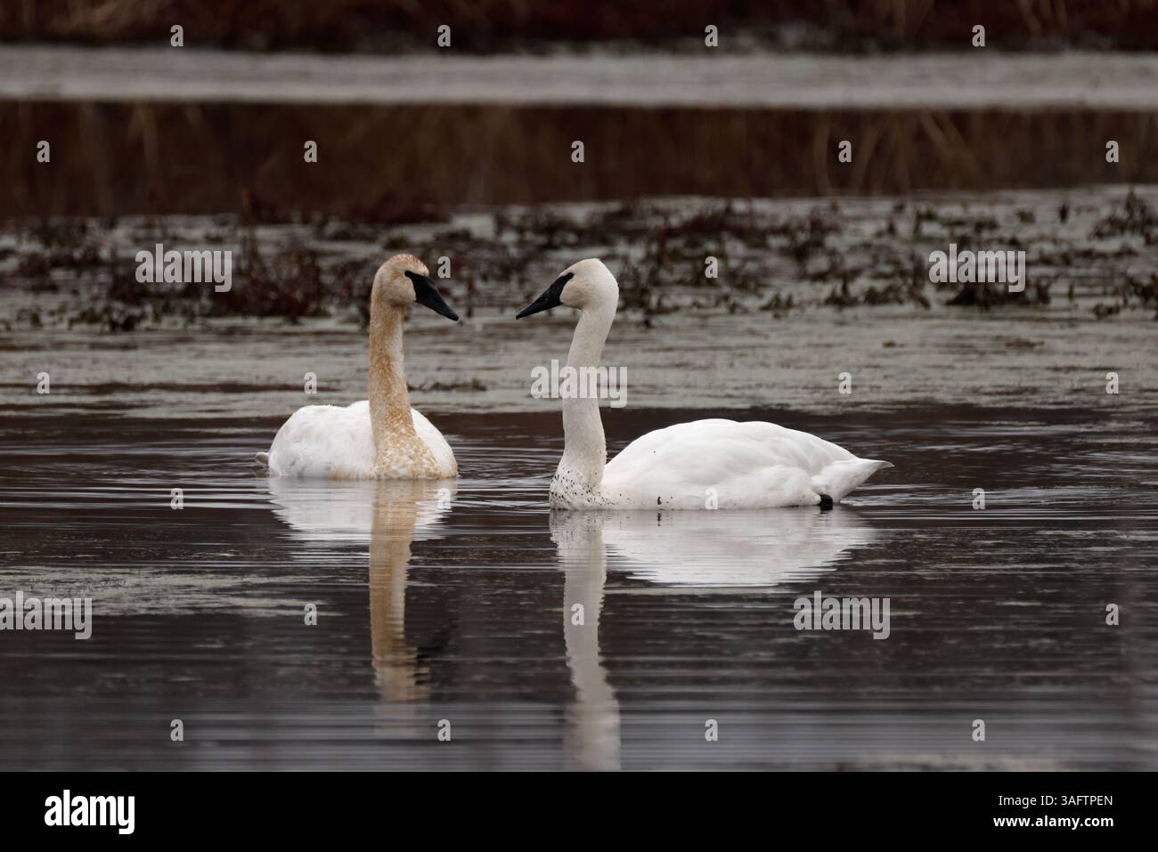 trumpeter swan(s), (Cygnus buccinator), Maryland, a rare bird in ...