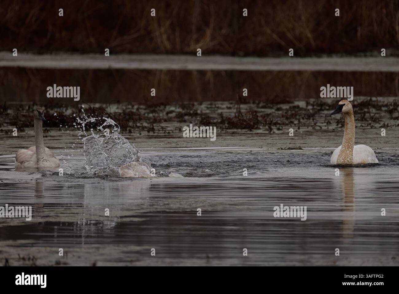 trumpeter swan (Cygnus buccinator), bathing, Maryland, a rare bird in ...