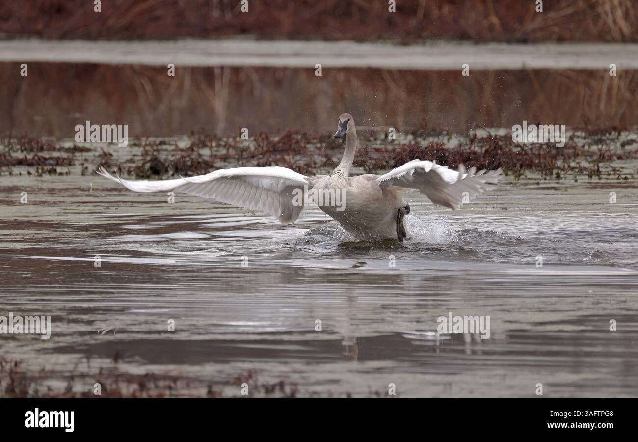 trumpeter swan (Cygnus buccinator), chasing another swan, Maryland, a ...