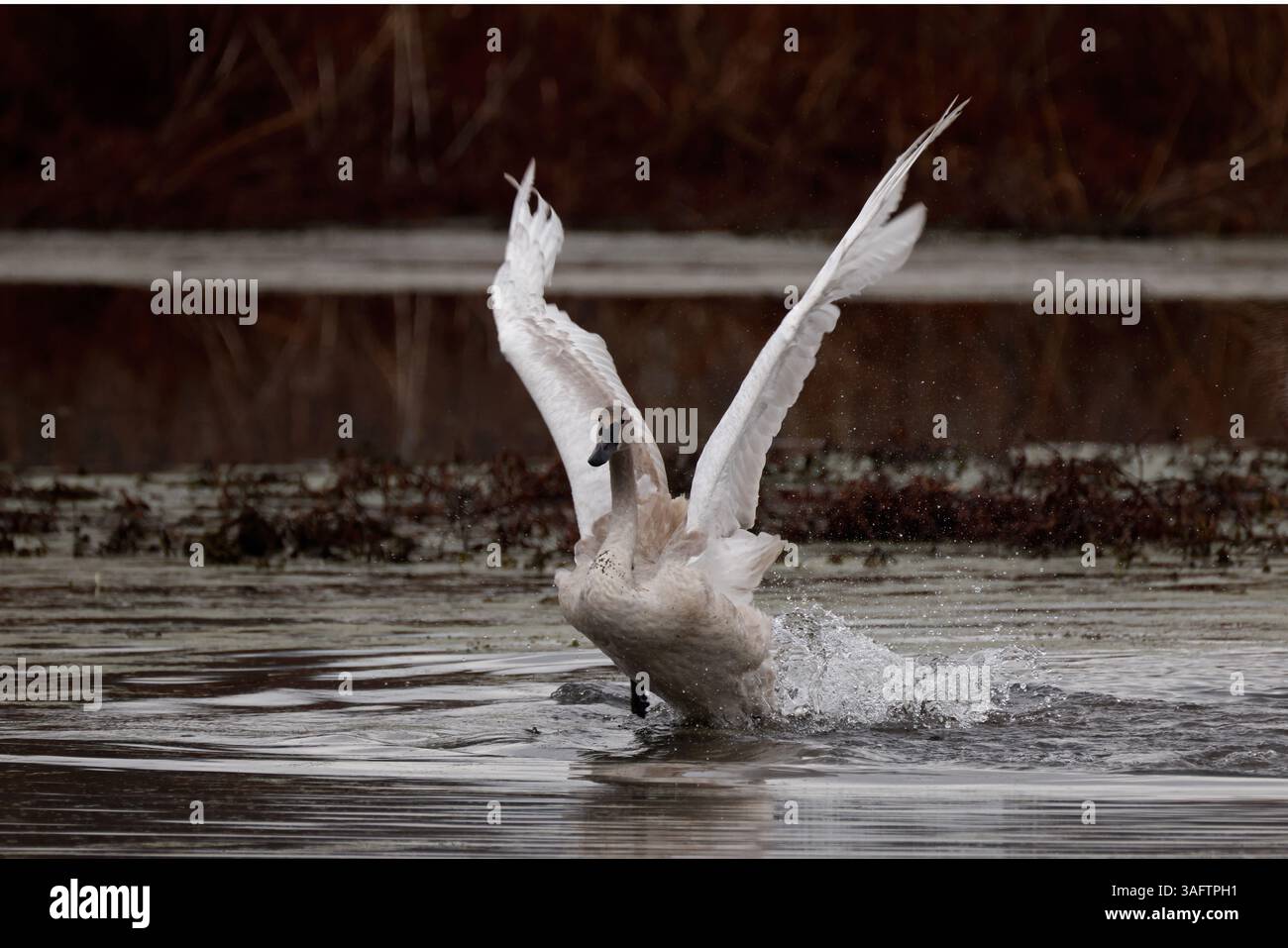 trumpeter swan (Cygnus buccinator), chasing another swan, Maryland, a ...