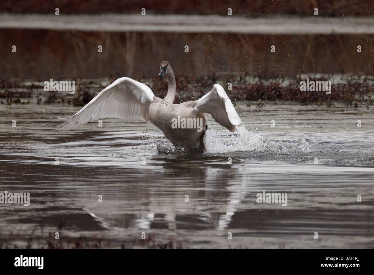 trumpeter swan (Cygnus buccinator), chasing another swan, Maryland, a ...