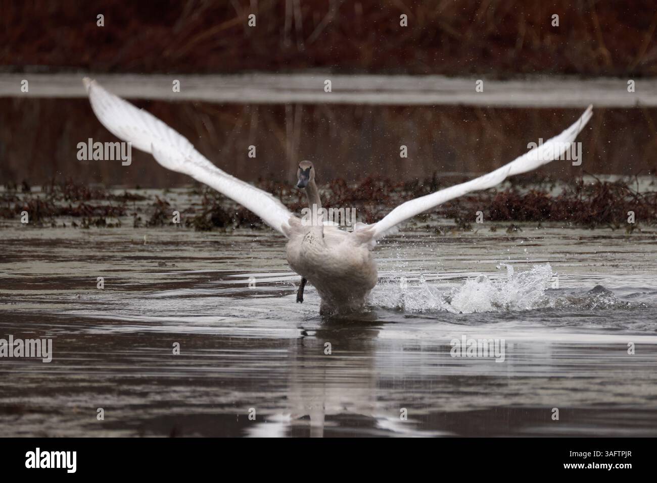 trumpeter swan (Cygnus buccinator), chasing another swan, Maryland, a ...
