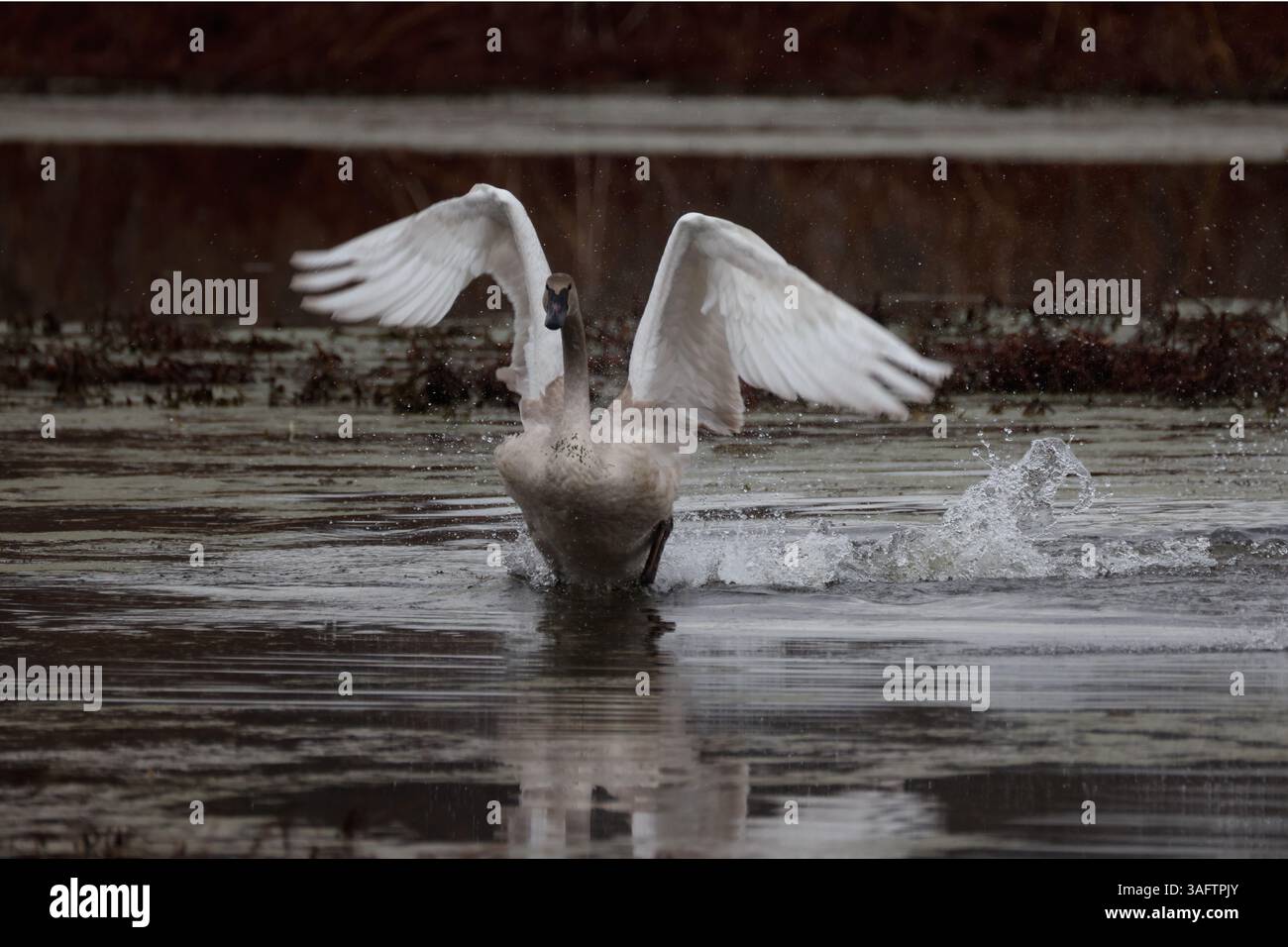 trumpeter swan (Cygnus buccinator), chasing another swan, Maryland, a ...