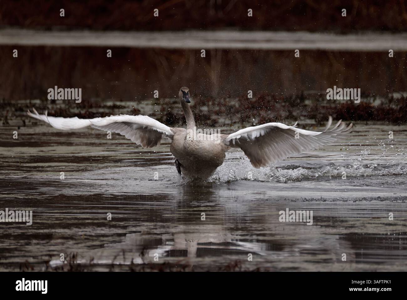 trumpeter swan (Cygnus buccinator), chasing another swan, Maryland, a ...