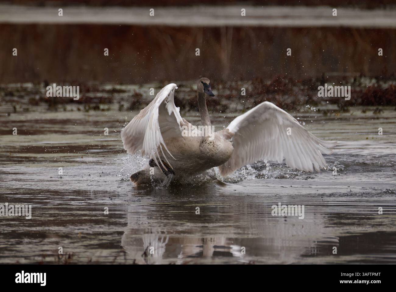 trumpeter swan(s), (Cygnus buccinator), Maryland, a rare bird in ...