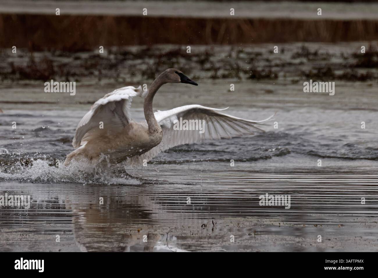 trumpeter swan (Cygnus buccinator), chasing another swan, Maryland, a ...