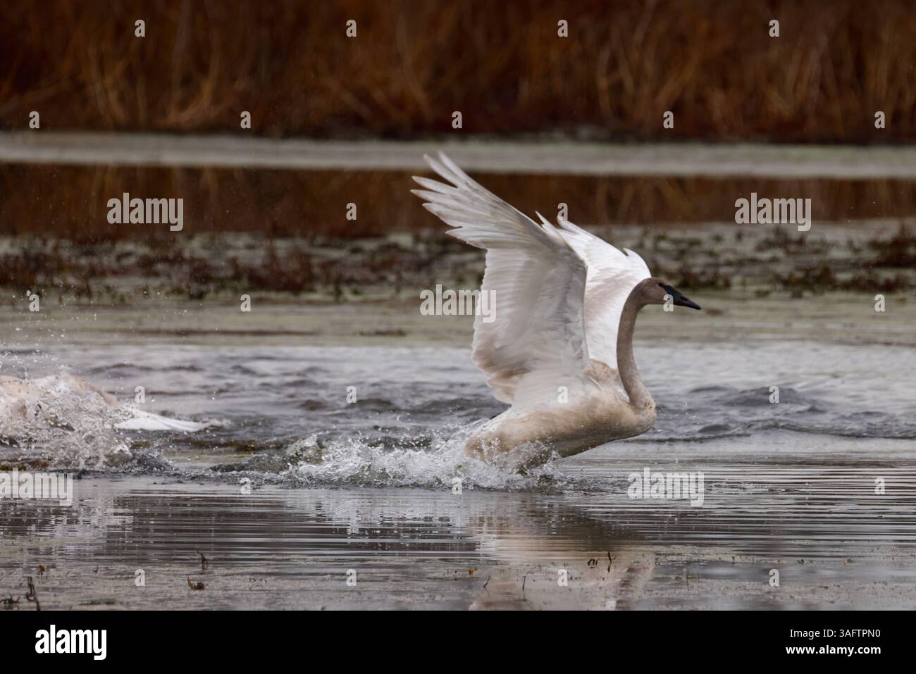 trumpeter swan(s), (Cygnus buccinator), Maryland, a rare bird in ...