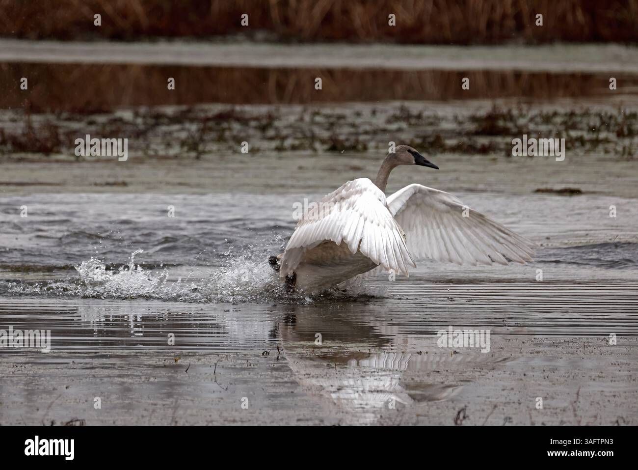 trumpeter swan(s), (Cygnus buccinator), Maryland, a rare bird in ...