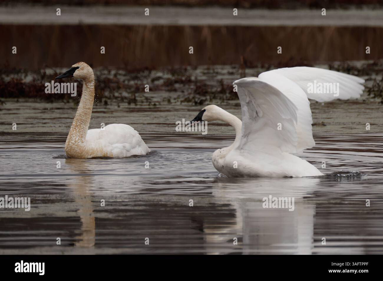 trumpeter swan(s), (Cygnus buccinator), Maryland, a rare bird in ...