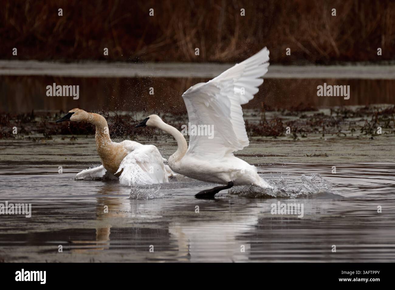 trumpeter swan(s), (Cygnus buccinator), Maryland, a rare bird in ...