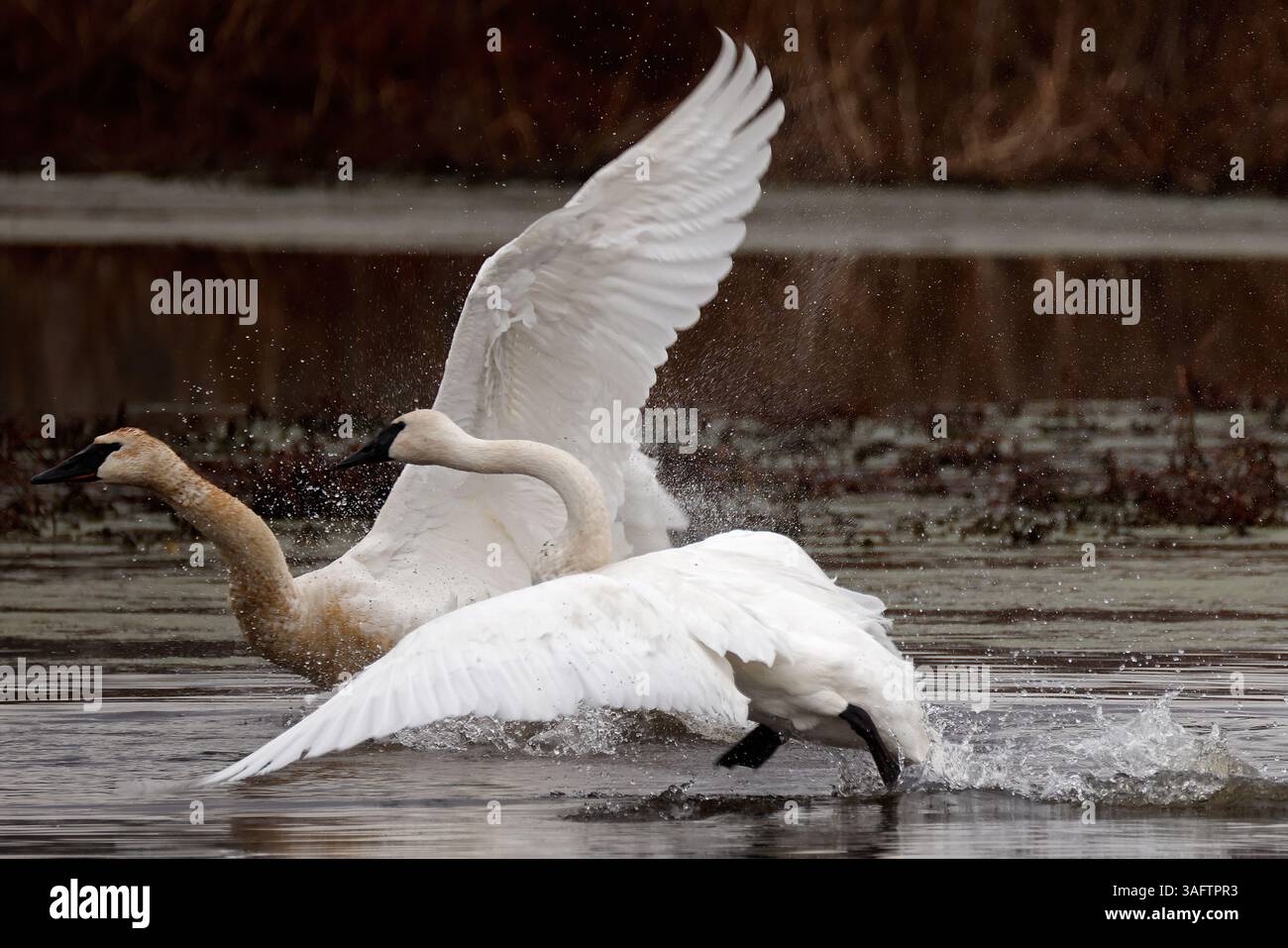 trumpeter swan(s), (Cygnus buccinator), Maryland, a rare bird in ...