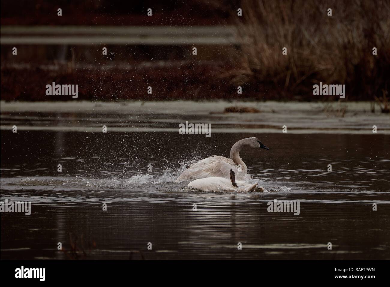 trumpeter swan (Cygnus buccinator), bathing, Maryland, a rare bird in ...