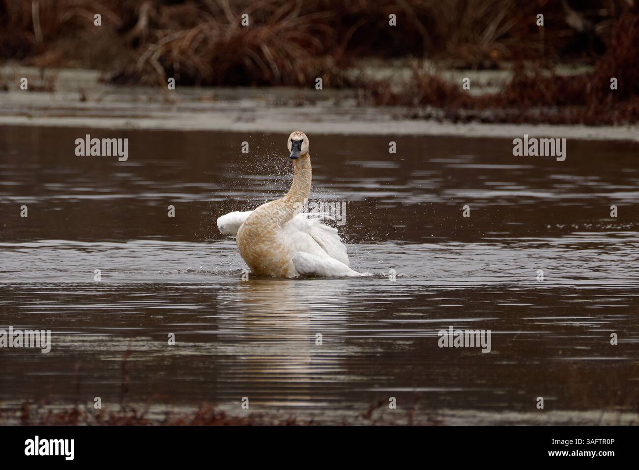trumpeter swan(s), (Cygnus buccinator), bathing, Maryland, a rare bird ...
