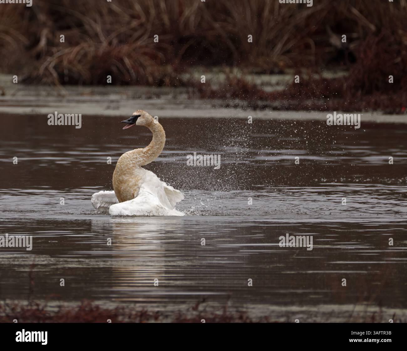 trumpeter swan (Cygnus buccinator), bathing, Maryland, a rare bird in ...