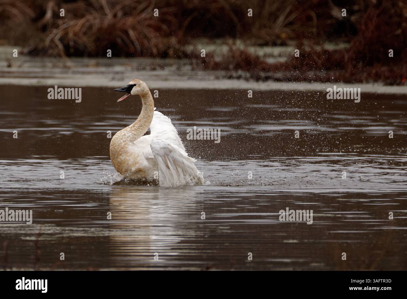 trumpeter swan(s), (Cygnus buccinator), bathing, Maryland, a rare bird ...