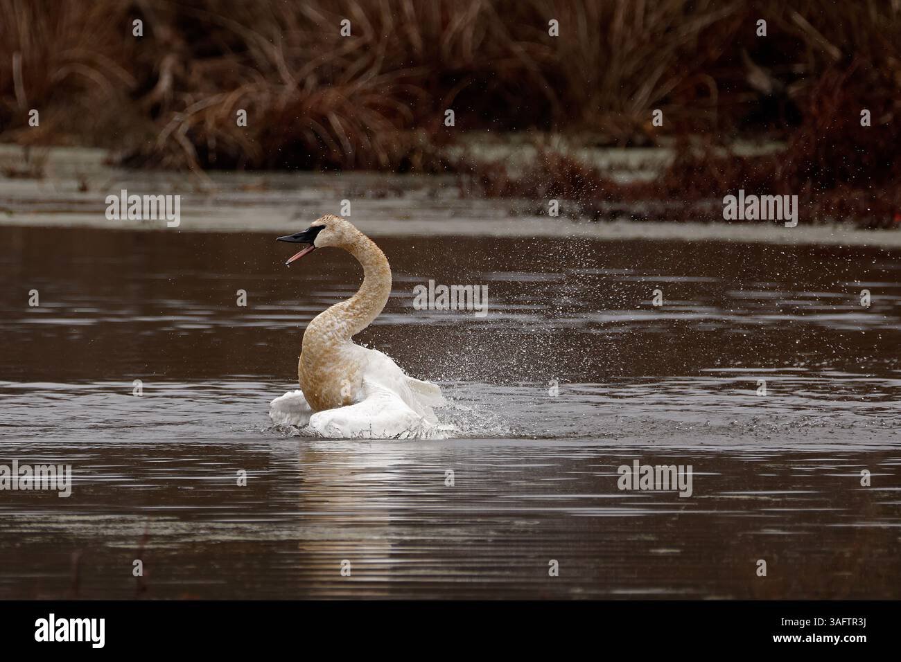 trumpeter swan(s), (Cygnus buccinator), bathing, Maryland, a rare bird ...