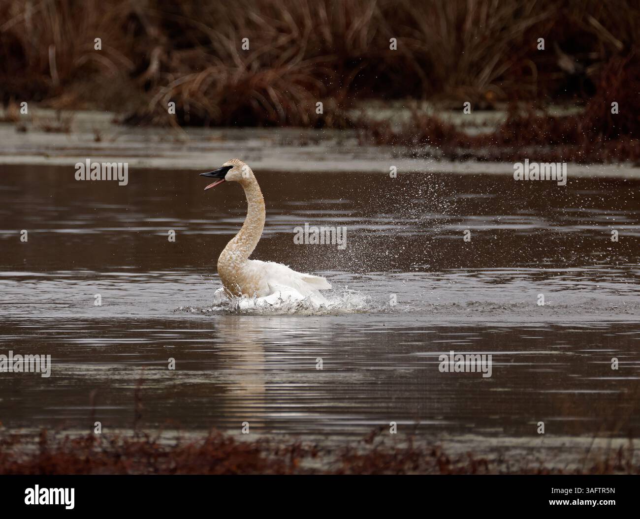 trumpeter swan(s), (Cygnus buccinator), bathing, Maryland, a rare bird ...