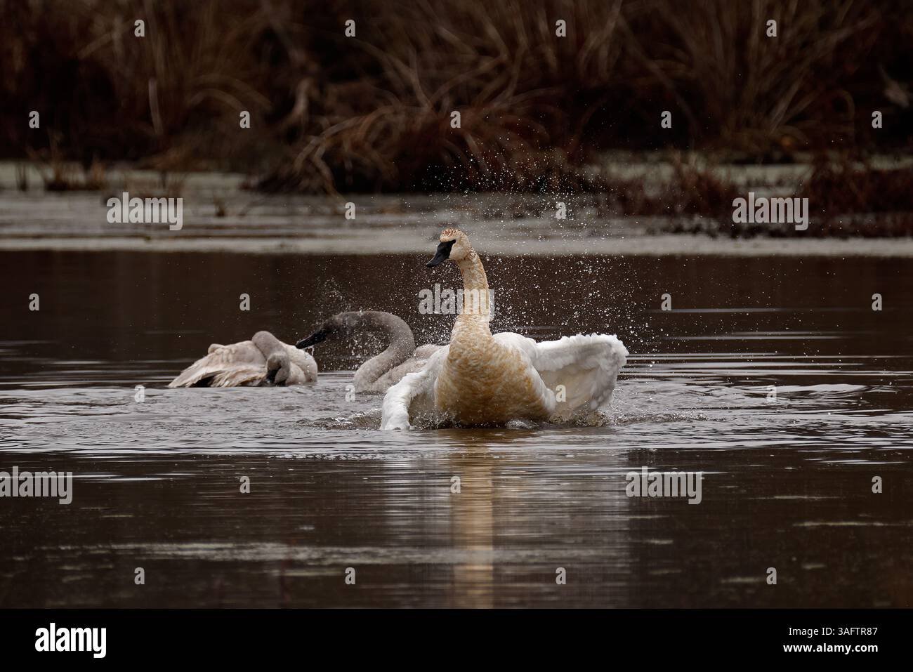 trumpeter swan(s), (Cygnus buccinator), bathing, Maryland, a rare bird ...