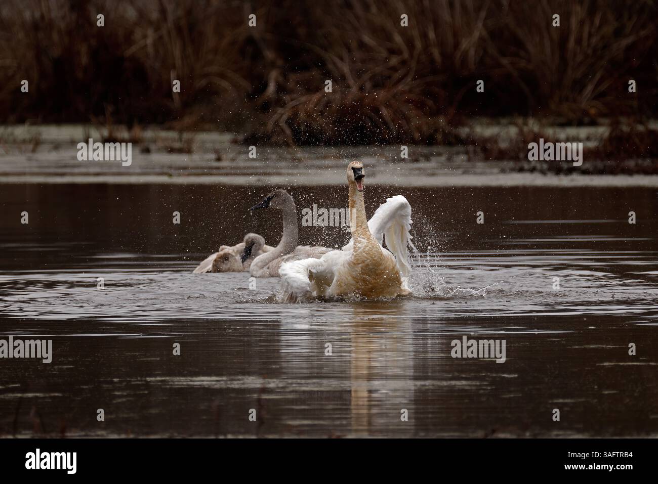 trumpeter swan(s), (Cygnus buccinator), bathing, Maryland, a rare bird ...