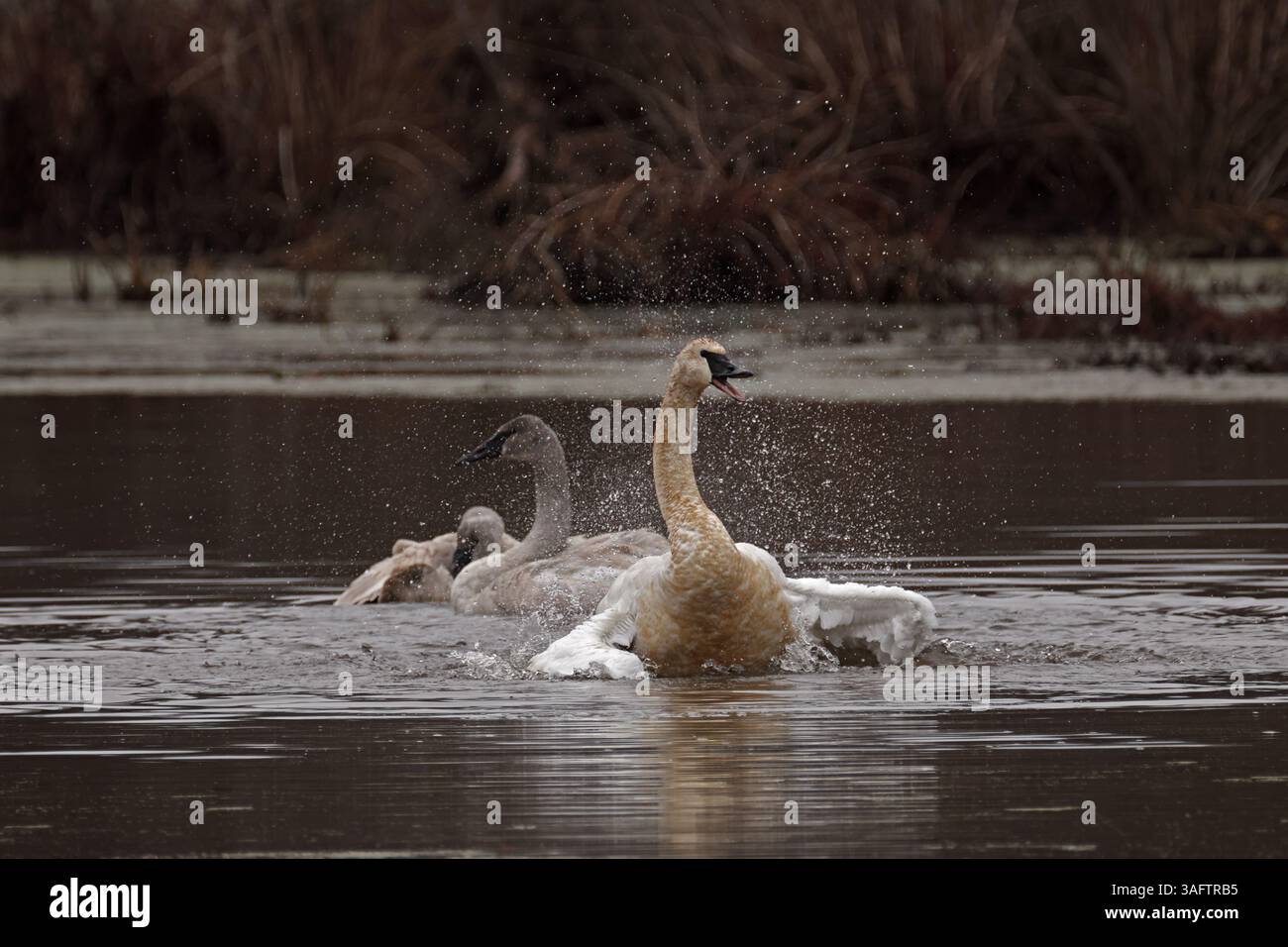 trumpeter swan (Cygnus buccinator), bathing, Maryland, a rare bird in ...