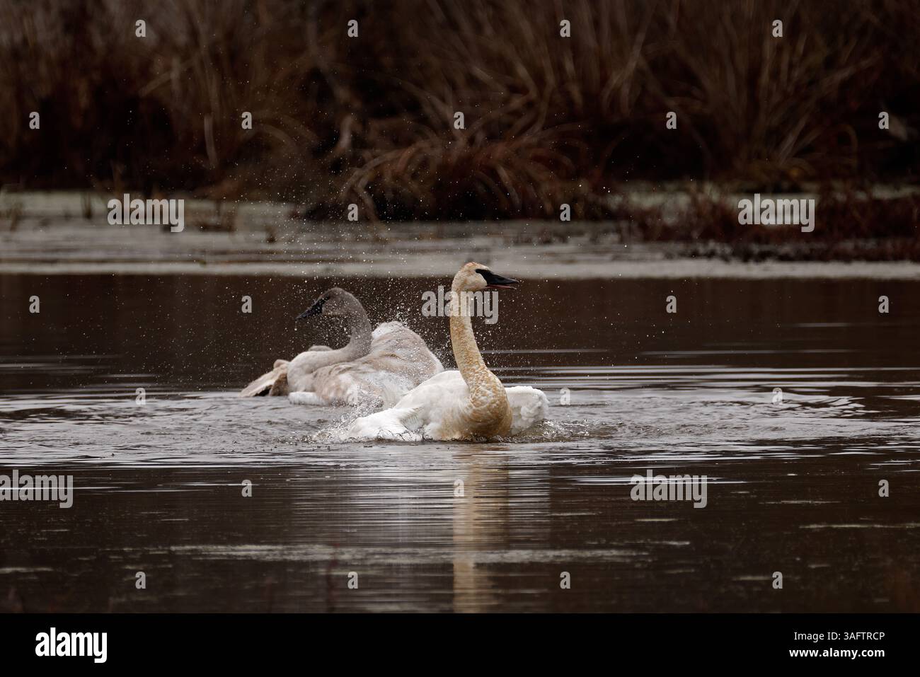 trumpeter swan(s), (Cygnus buccinator), bathing, Maryland, a rare bird ...