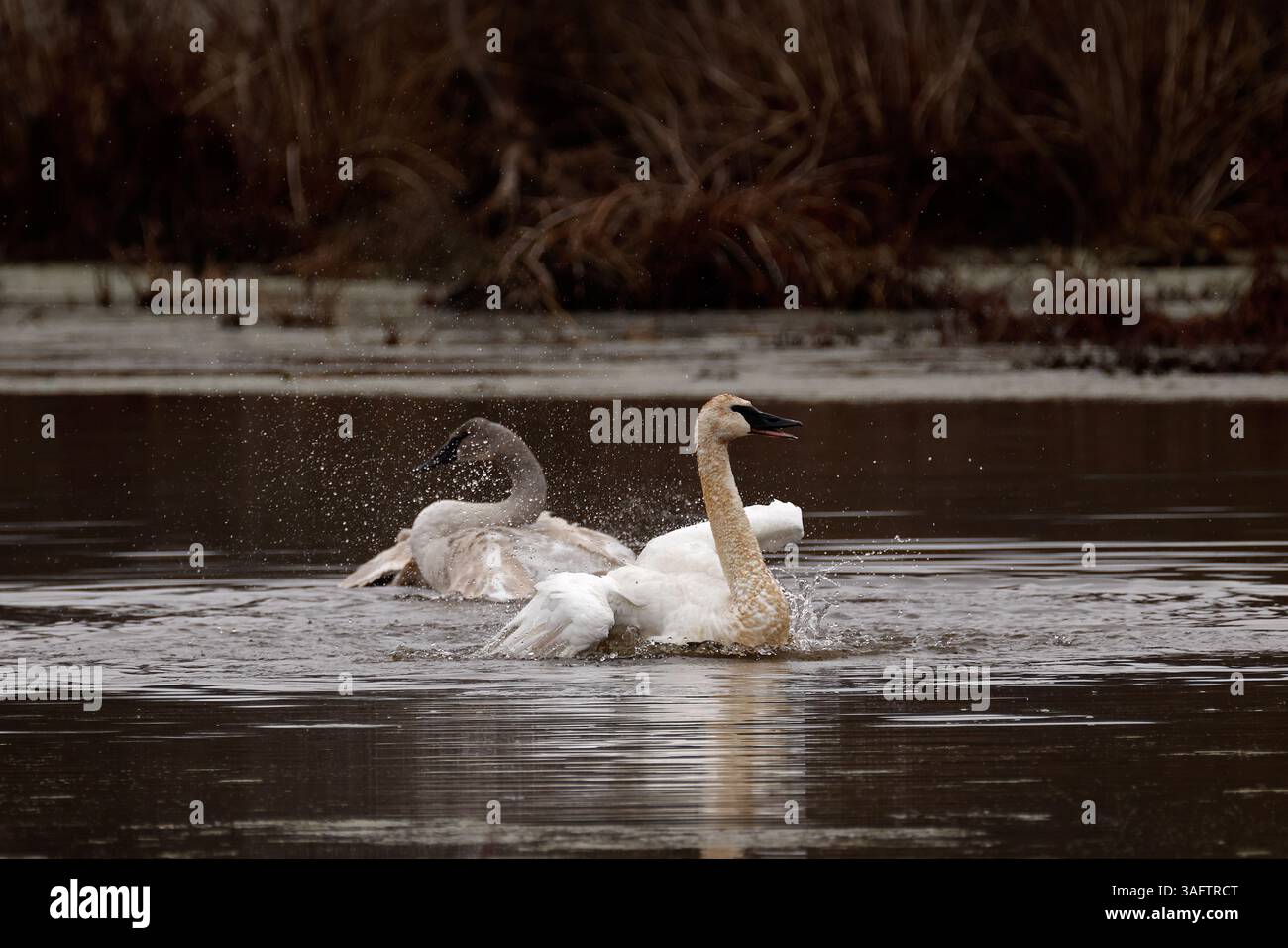 trumpeter swan(s), (Cygnus buccinator), bathing, Maryland, a rare bird ...