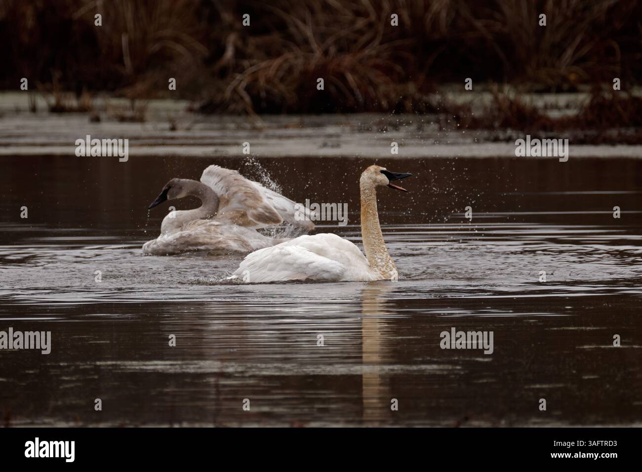 trumpeter swan(s), (Cygnus buccinator), bathing, Maryland, a rare bird ...