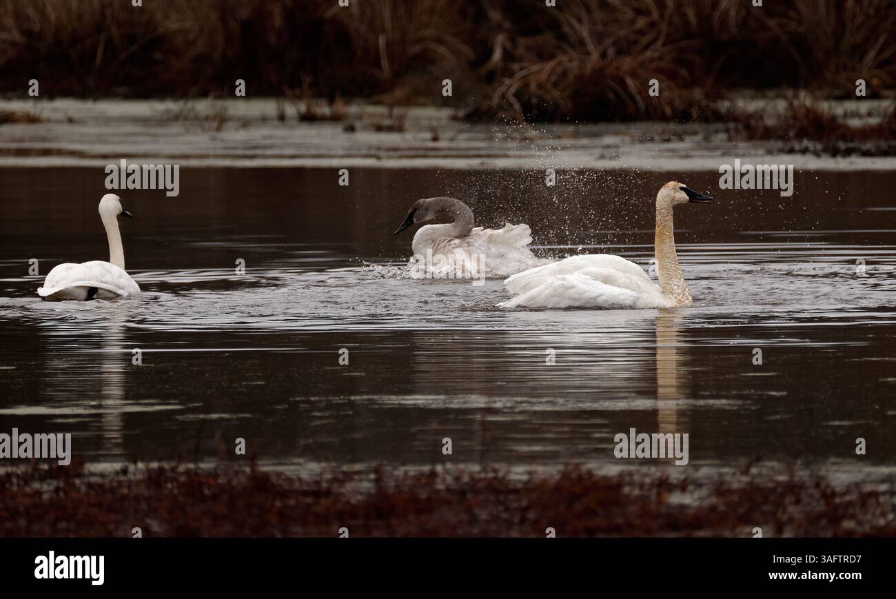 trumpeter swan (Cygnus buccinator), bathing, Maryland, a rare bird in ...