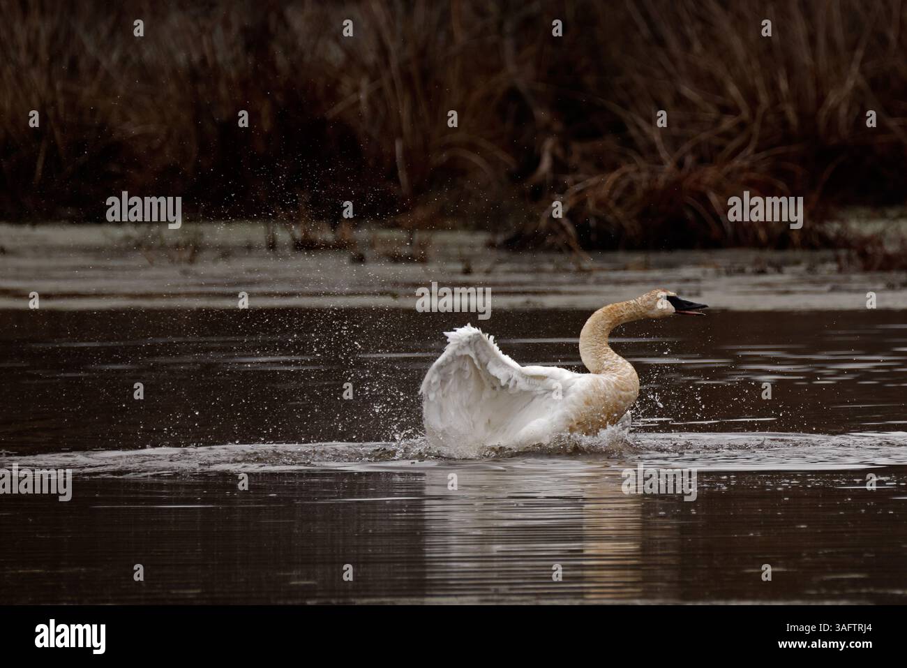 trumpeter swan(s), (Cygnus buccinator), bathing, Maryland, a rare bird ...