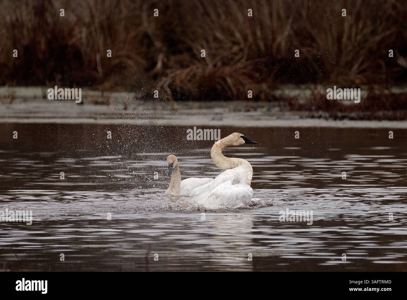 trumpeter swan (Cygnus buccinator), bathing, Maryland, a rare bird in ...