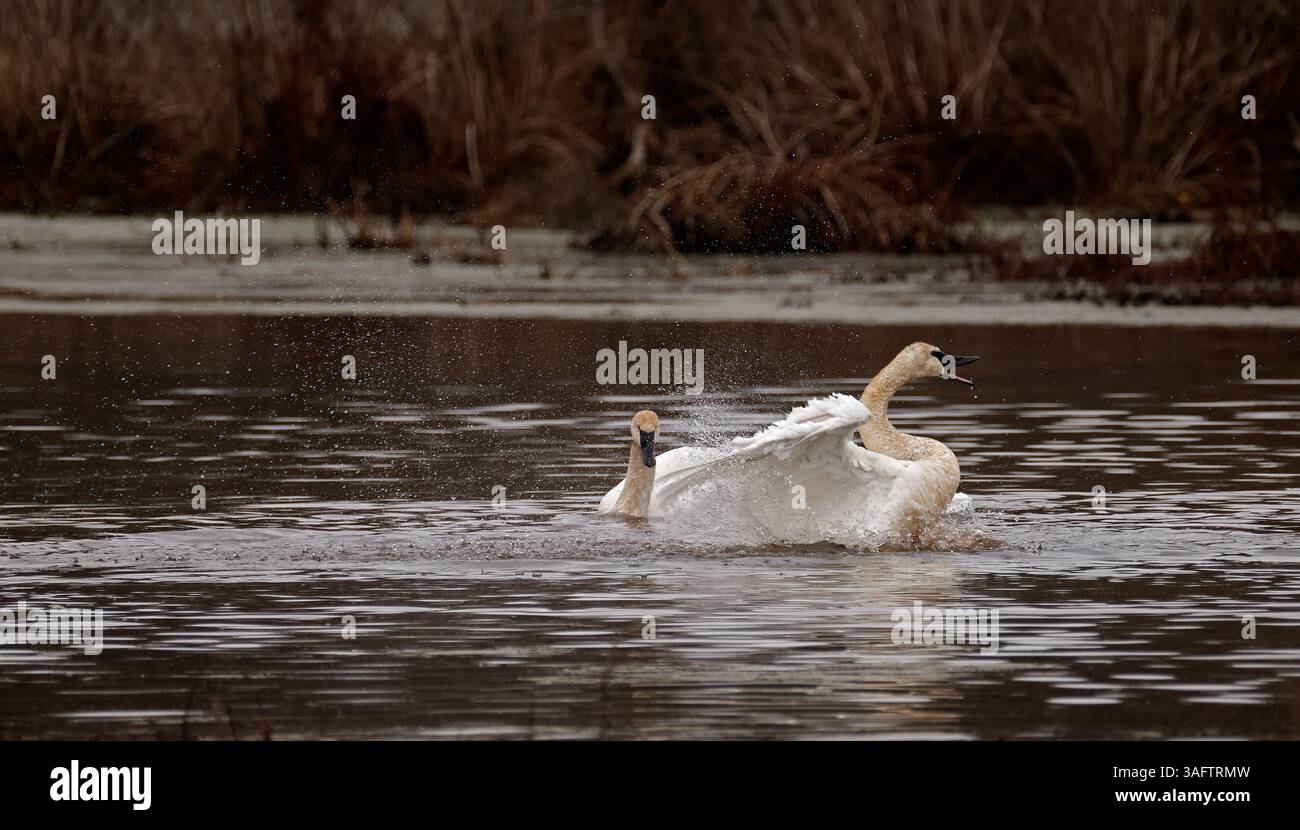 trumpeter swan (Cygnus buccinator), bathing, Maryland, a rare bird in ...
