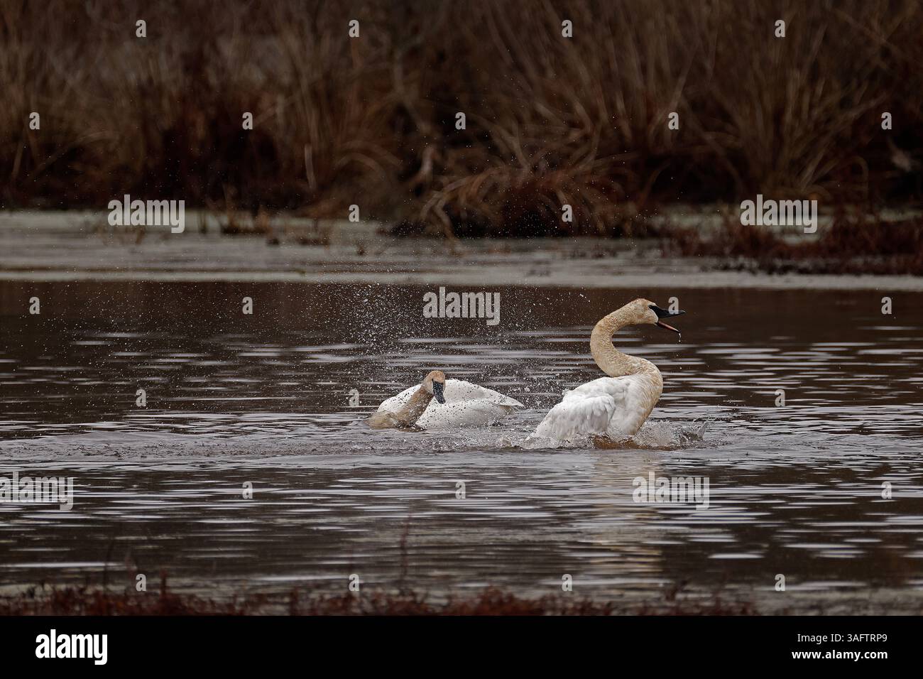 trumpeter swan (Cygnus buccinator), bathing, Maryland, a rare bird in ...