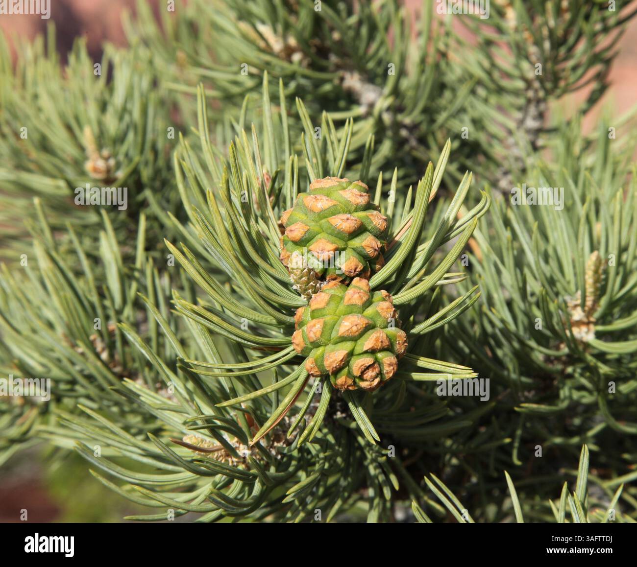 Two-Needle Pinyon (Pinus edulis) cones in Zion National Park, Utah Stock Photo - Alamy