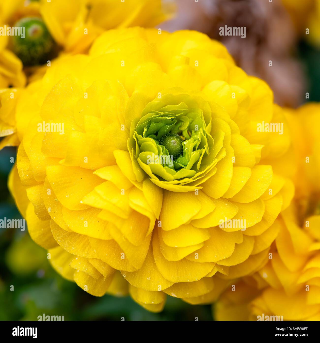 Revealing bright yellow petals hi-res stock photography and images - Alamy
