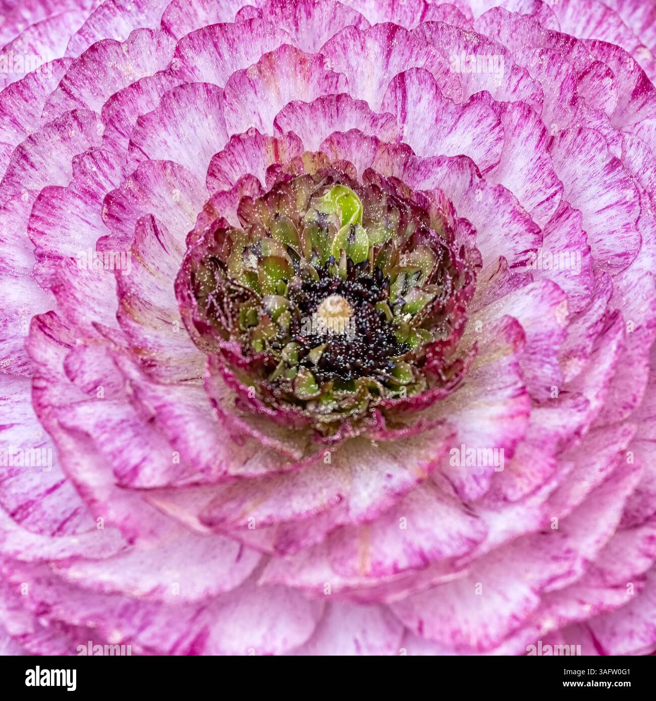Intricate layers of pink hi-res stock photography and images - Alamy