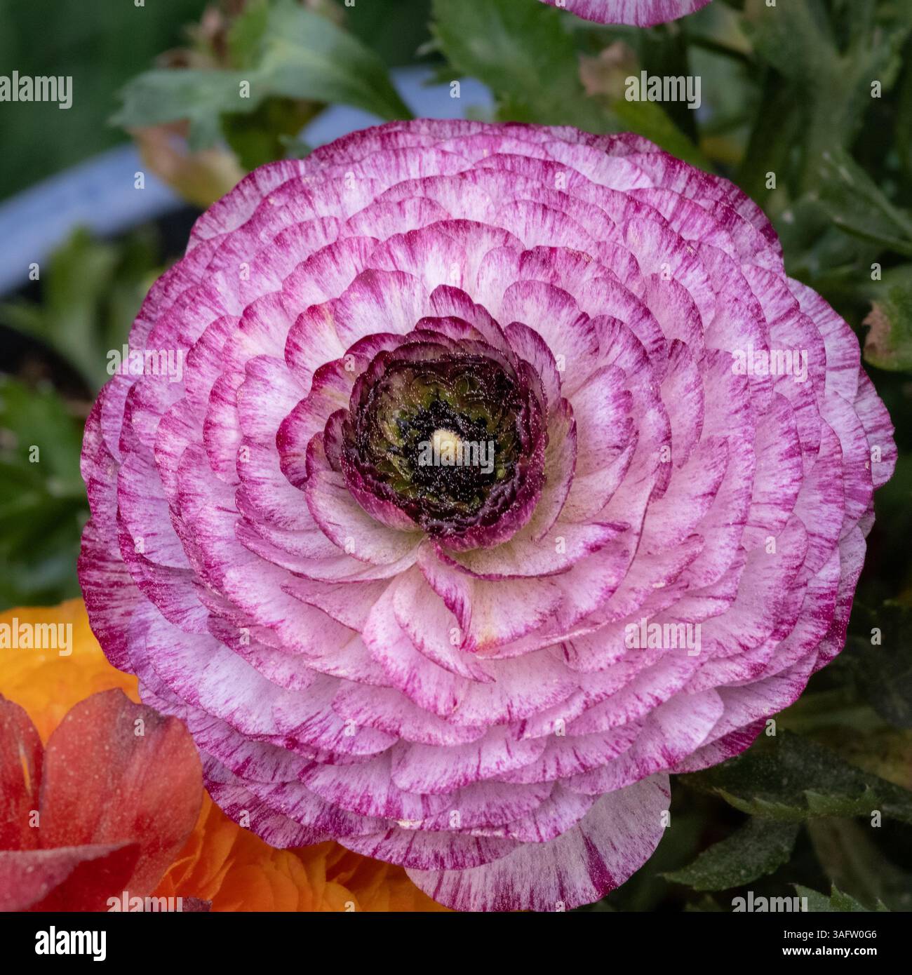 Open white petal formation hi-res stock photography and images - Alamy