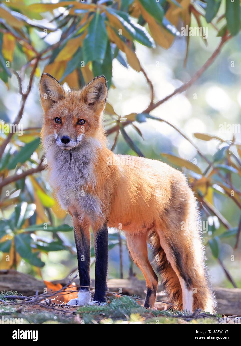 Red fox portrait with grey background, Canada Stock Photo - Alamy