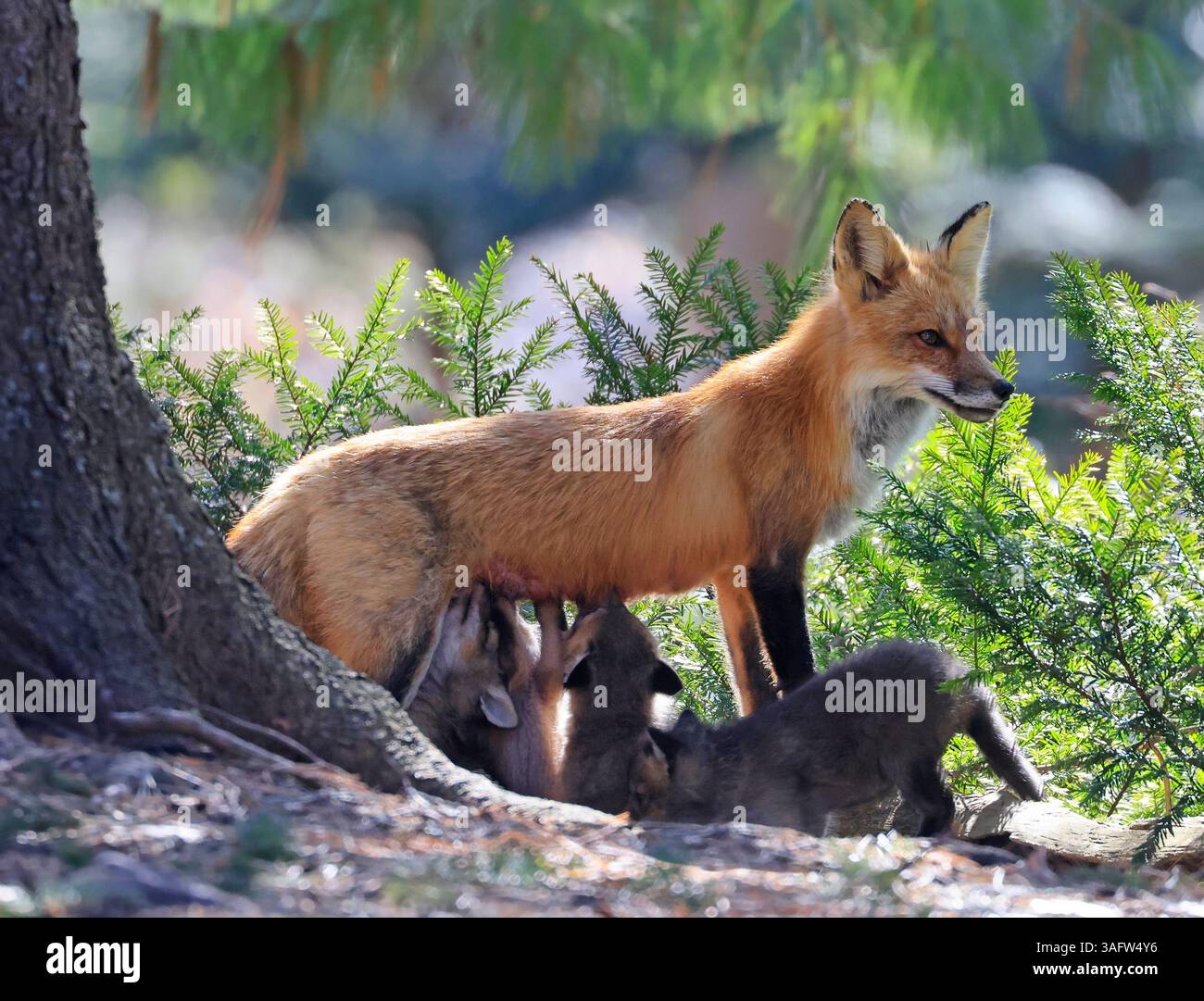 The mother fox nursing her babies in the forest, Canada Stock Photo - Alamy