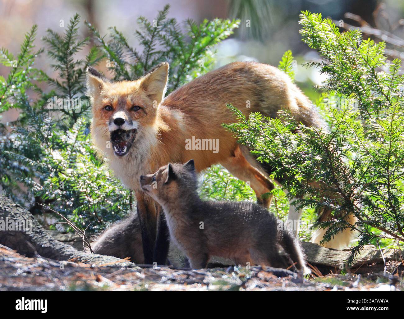The mother fox shows her prey to the baby in the forest, Canada Stock ...