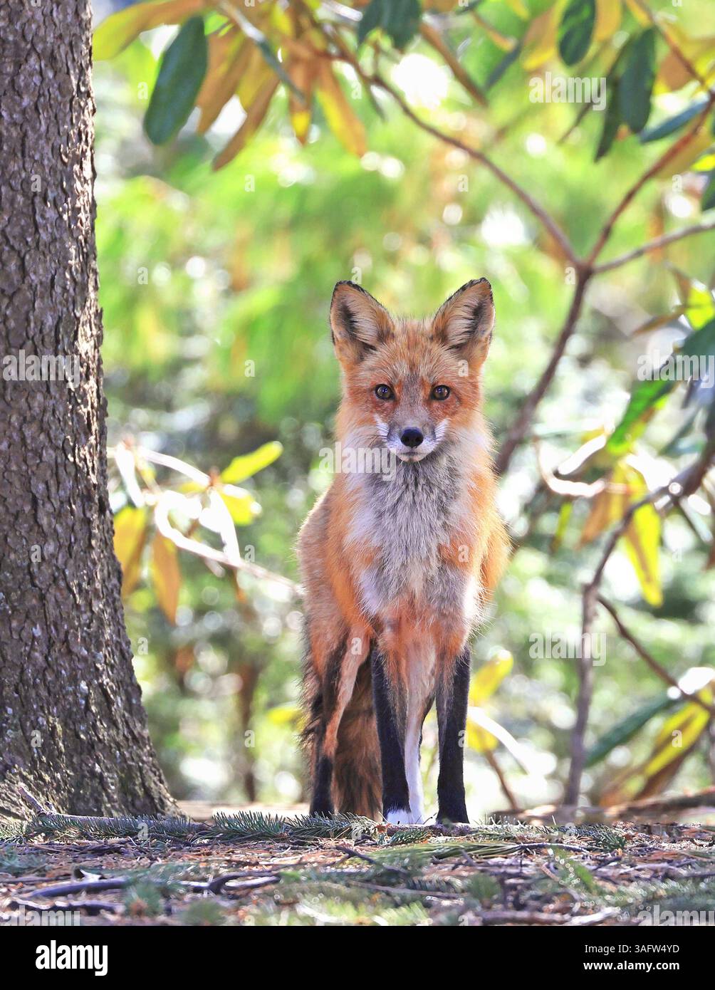 Red fox portrait with grey background, Canada Stock Photo - Alamy
